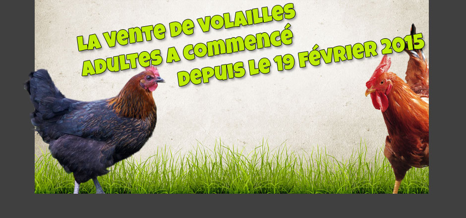 La ferme avicole bauduin spécialiste en volaille et aliment pour poules ...